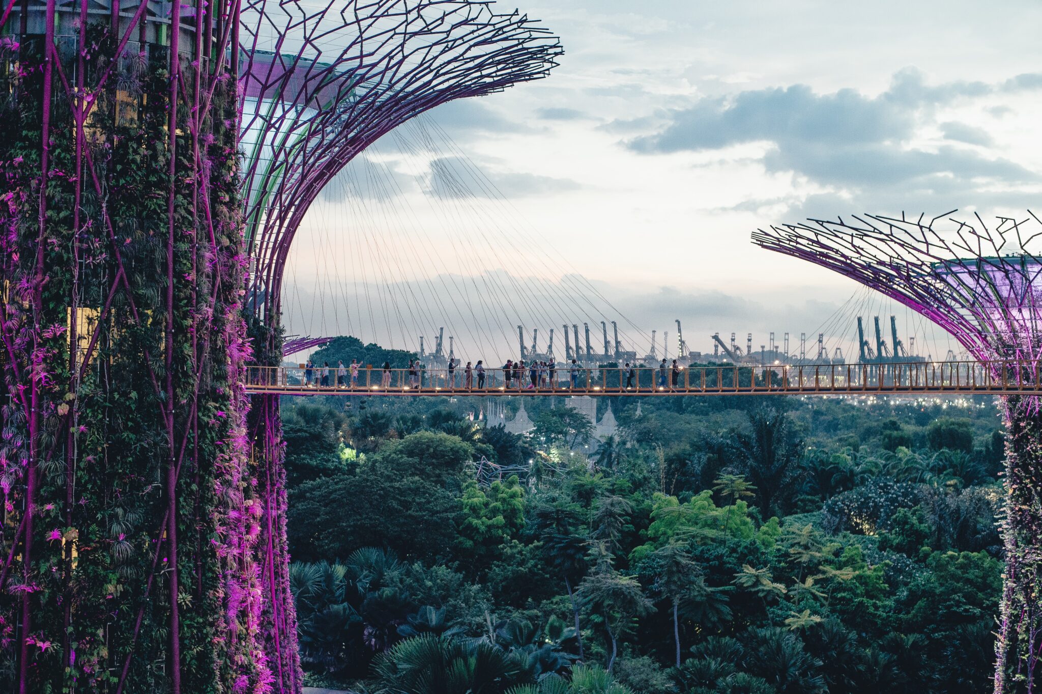 What is the Purpose of the Supertree Groves in Singapore?