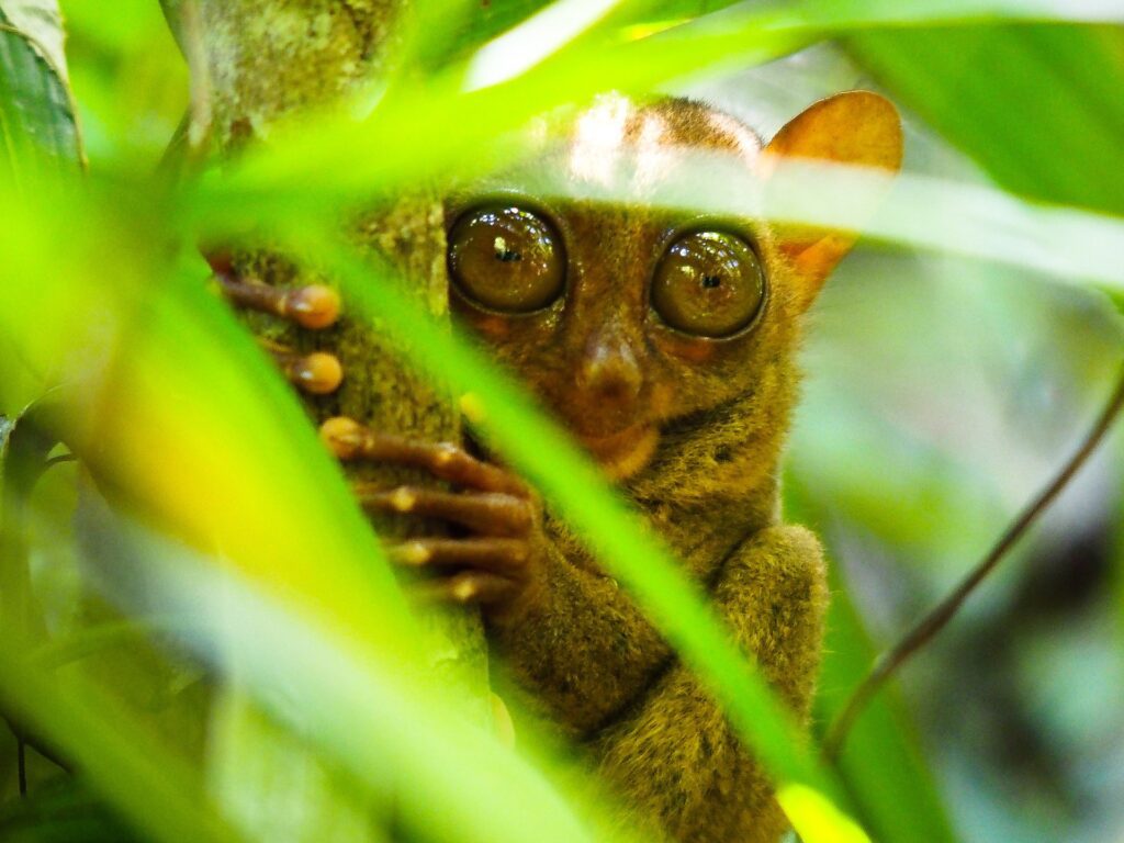 16 Exciting Things to Do in Bohol | Ultimate Travel Guide