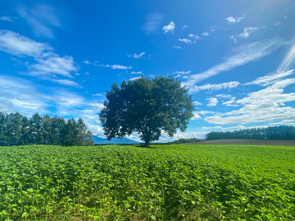 The Egg of Life in Sacred Geometry | Meanings & Symbolism