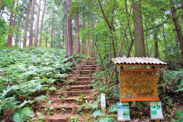 Sayama Hills & Totoro's Forest | Perfect Day Trip from Tokyo