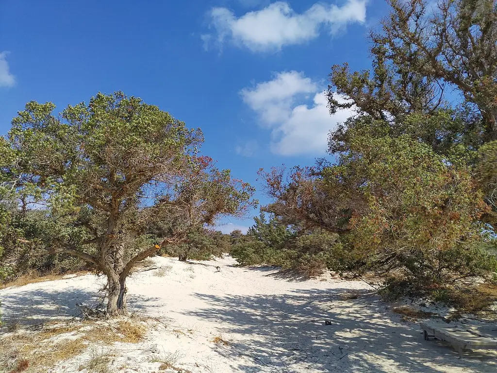 A Guide to Chrissi Island | Crete's Untouched Paradise