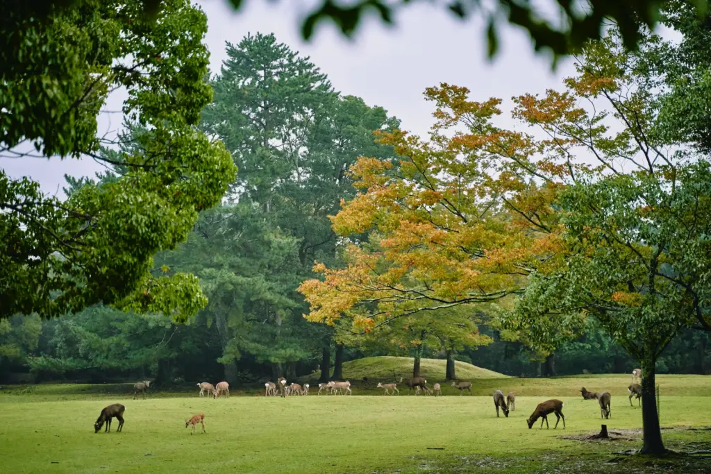 13 Wonderful Things to Do in Nara | Ultimate Travel Guide