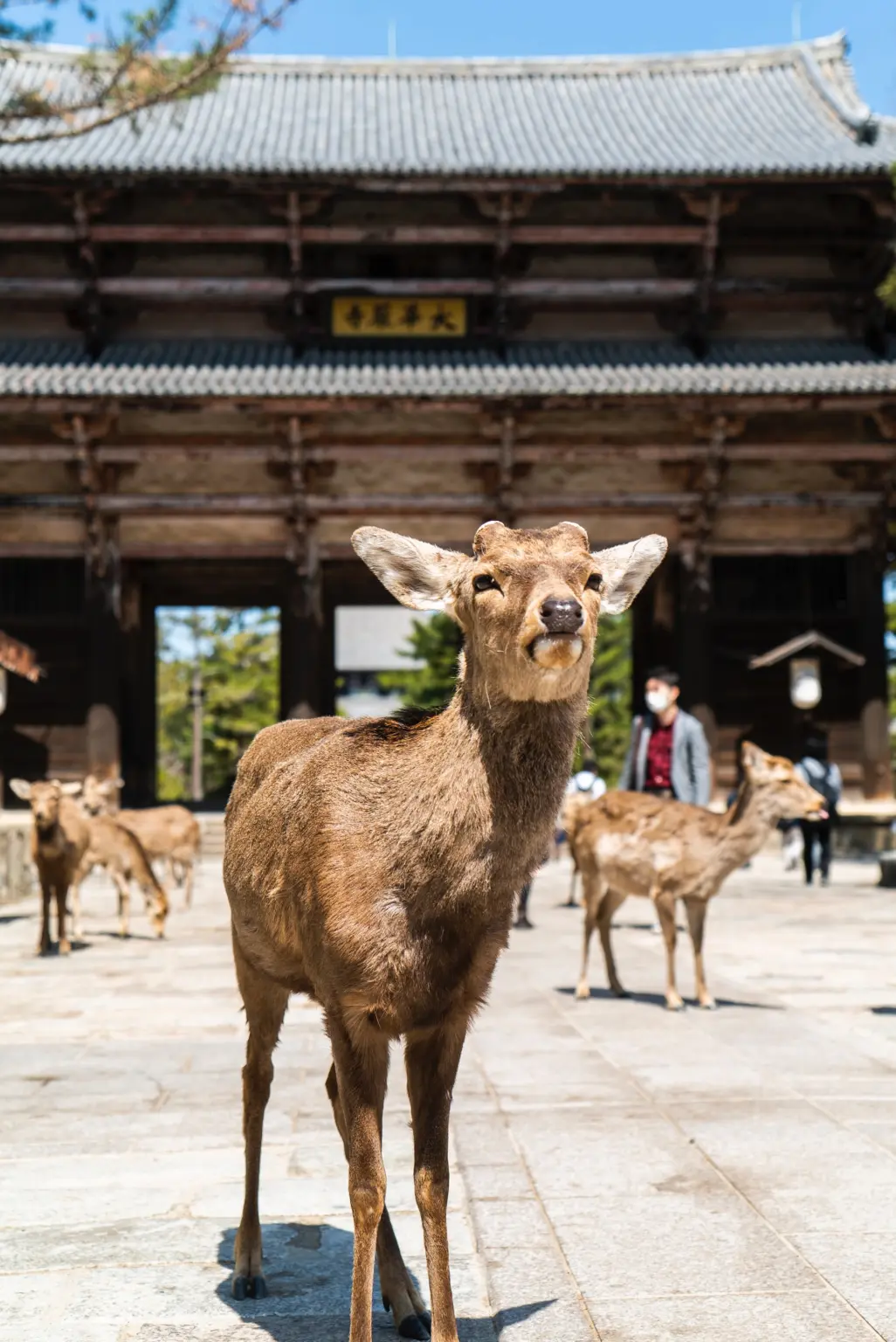 13 Wonderful Things to Do in Nara | Ultimate Travel Guide