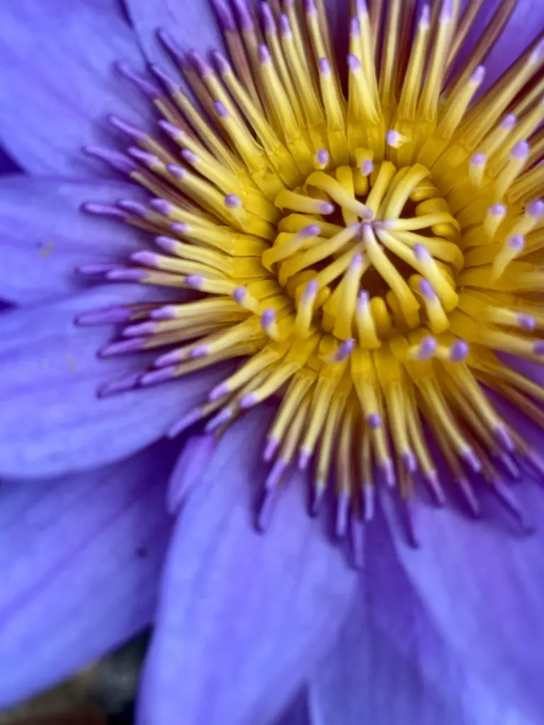 13 Exciting Things to Do in Tagaytay | Epic Manila Day Trip