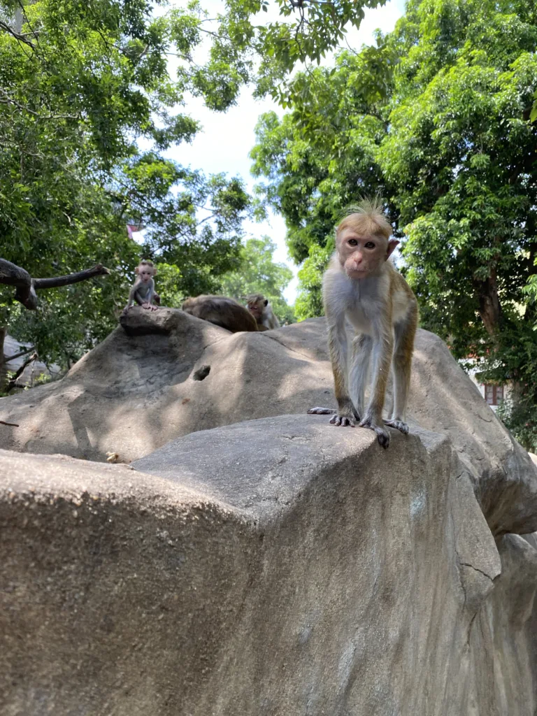 11 Delightful Things to Do in Dambulla | A Travel Guide