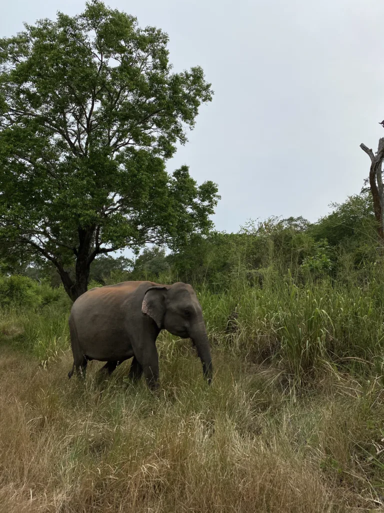 11 Unique Things to Do in Habarana | Ultimate Travel Guide