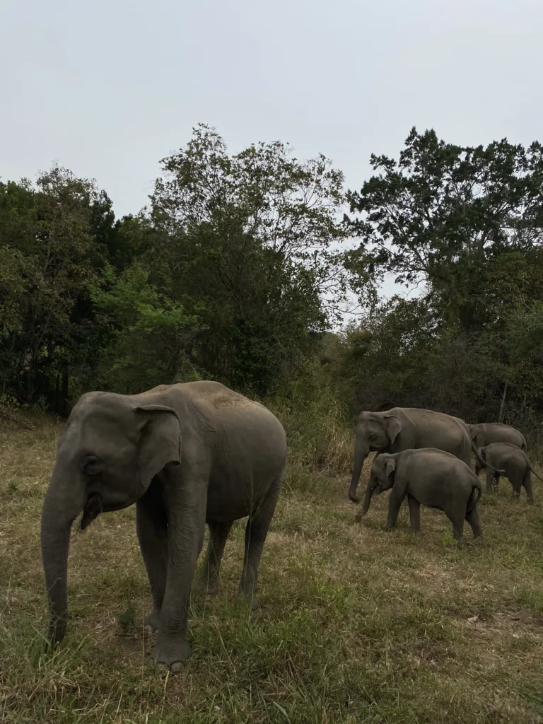 11 Unique Things to Do in Habarana | Ultimate Travel Guide