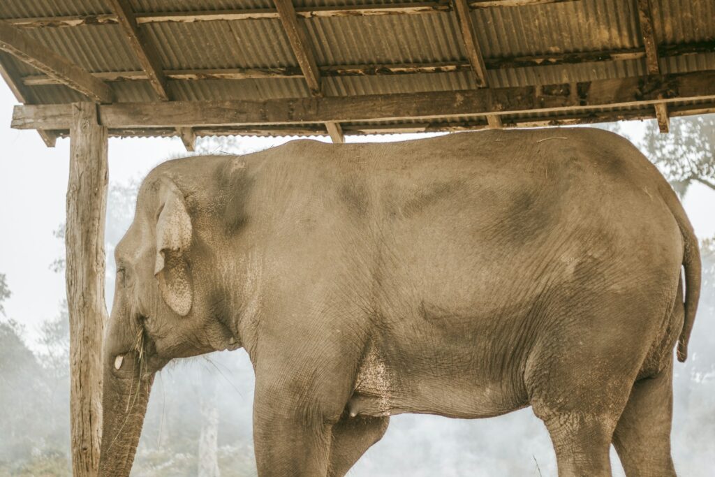 13 Awesome Things to Do in Chitwan, Nepal | A Travel Guide