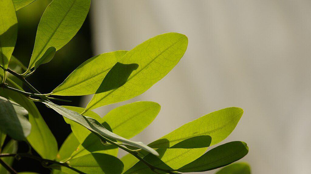 The Sacred Coca Leaf and It's Significance in Inca Culture