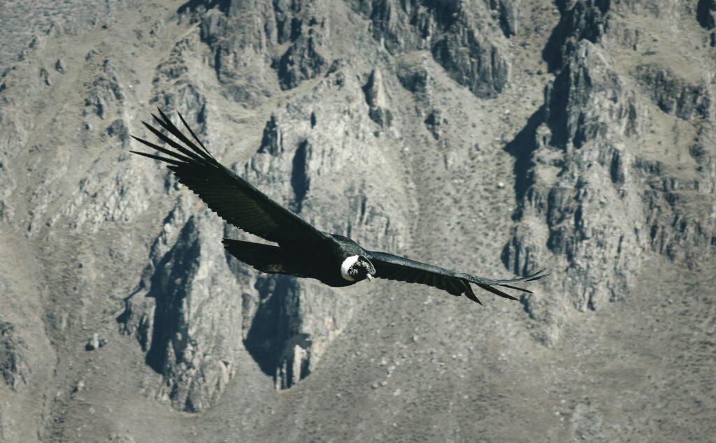 The Condor, Puma & Snake | The Sacred Trinity of Peru