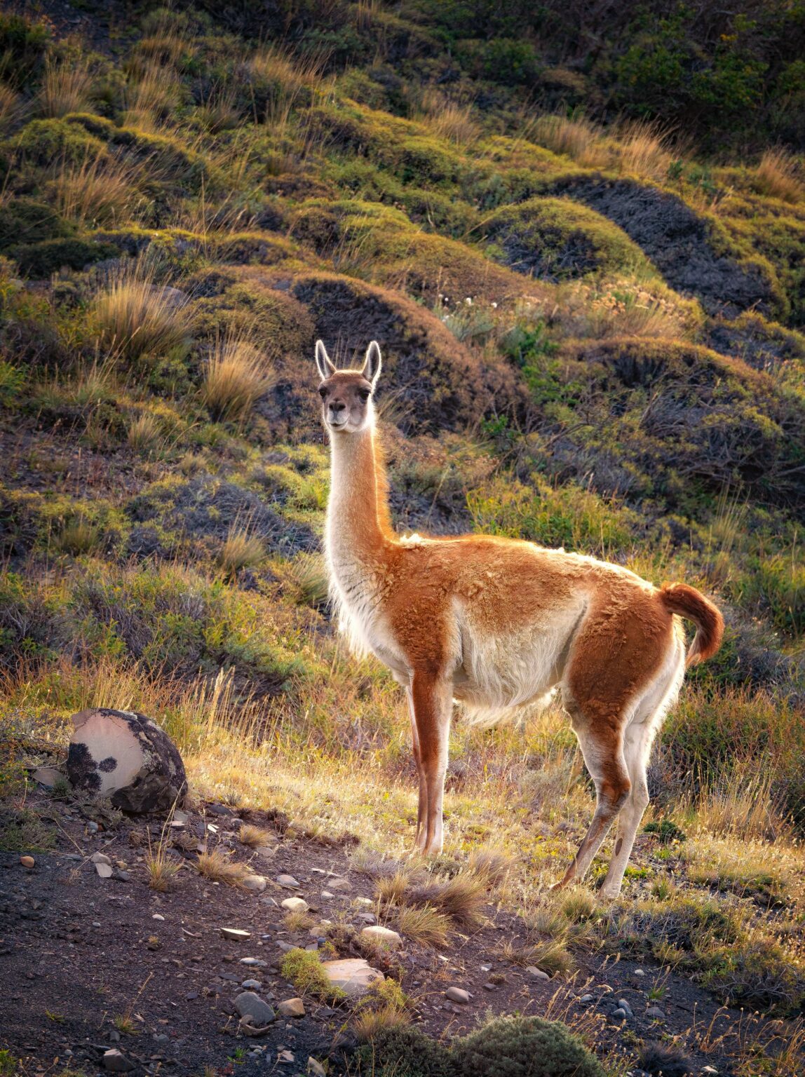 Meet the 4 South American Camelids: Llamas, Alpacas, Vicunas & Guanacos