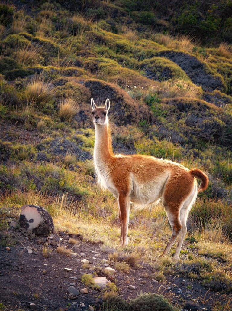 Meet the 4 South American Camelids: Llamas, Alpacas, Vicunas & Guanacos