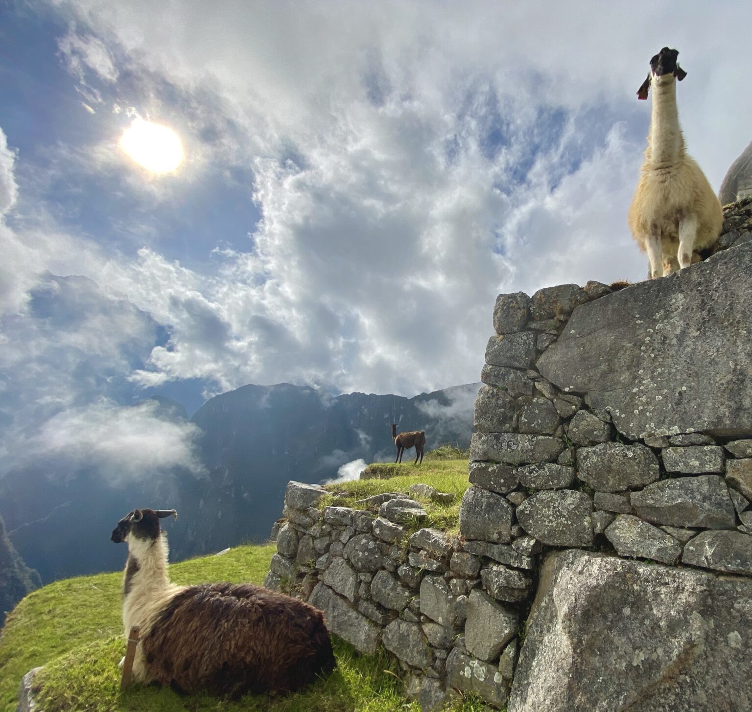 Meet the 4 South American Camelids: Llamas, Alpacas, Vicunas & Guanacos