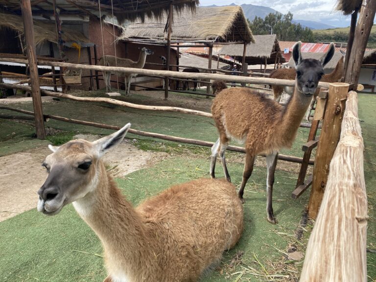 Meet the 4 South American Camelids: Llamas, Alpacas, Vicunas & Guanacos