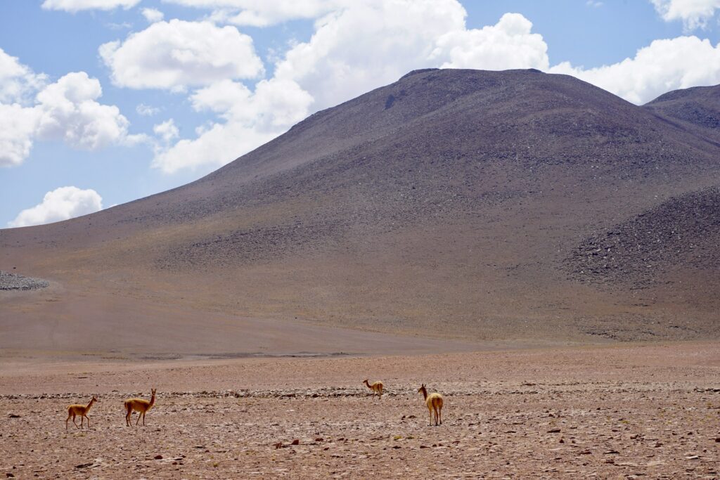 Meet the 4 South American Camelids: Llamas, Alpacas, Vicunas & Guanacos