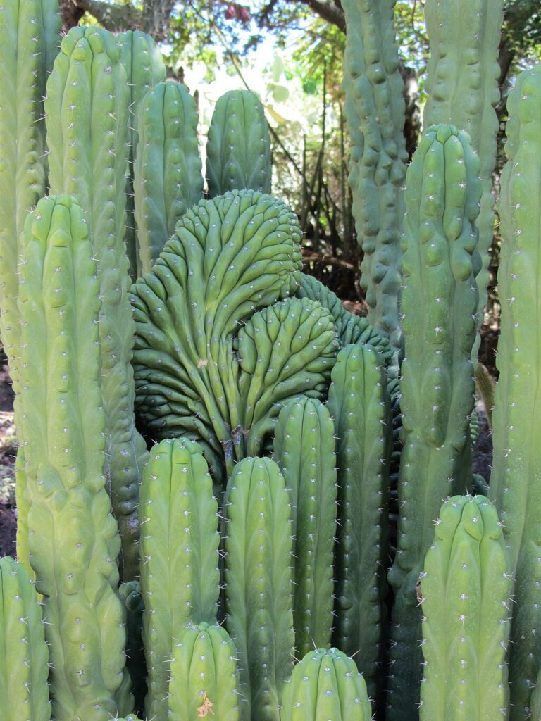 San Pedro (Huachuma) vs Ayahuasca | A Comprehensive Guide