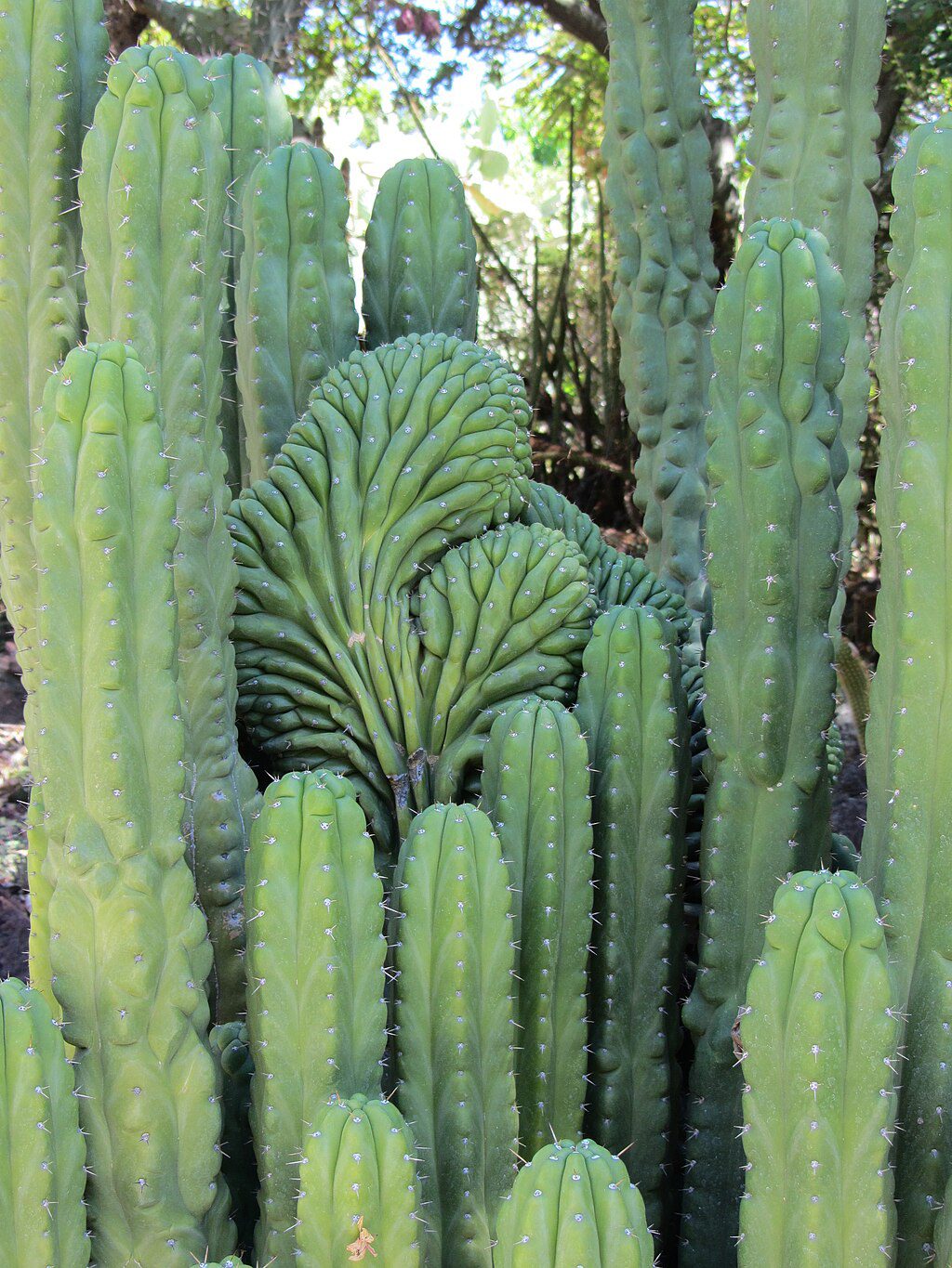 San Pedro (Huachuma) vs Ayahuasca | A Comprehensive Guide